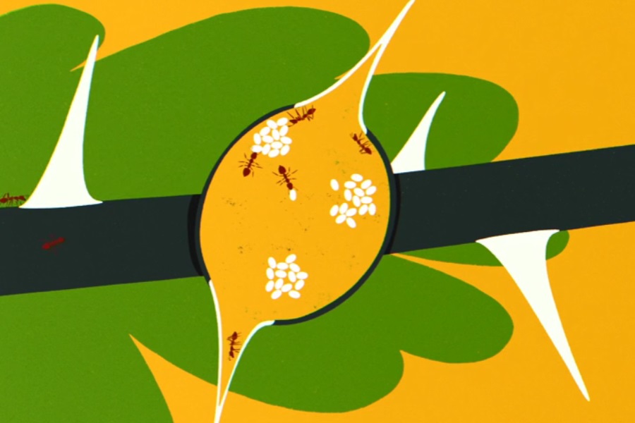 领先的TED英语学习平台